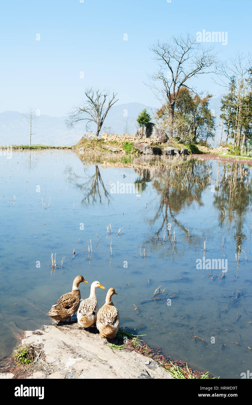 three ducks stay by rice terraces of yuanyang in yunnan, china Stock ...