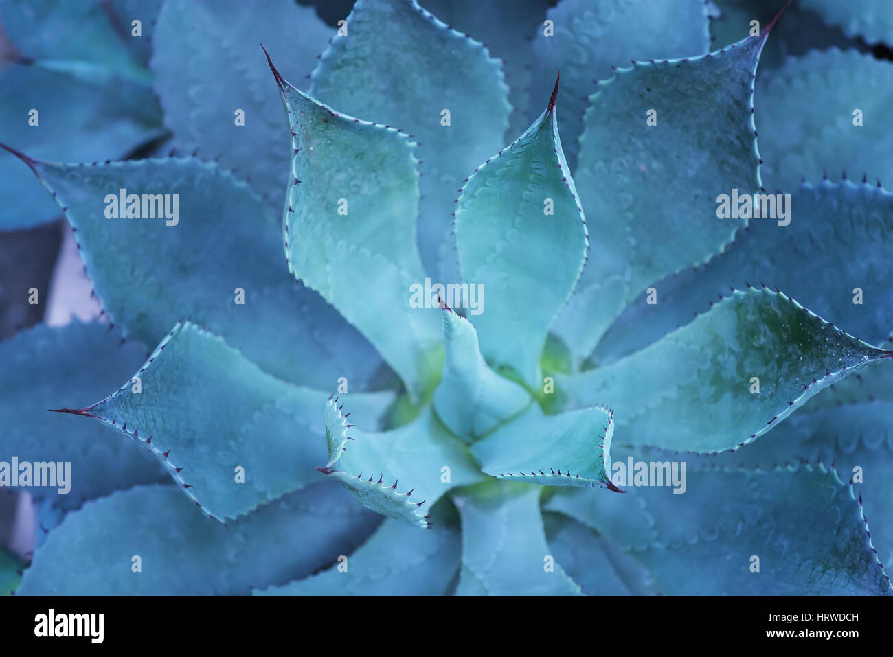 Sharp pointed agave plant leaves Stock Photo - Alamy