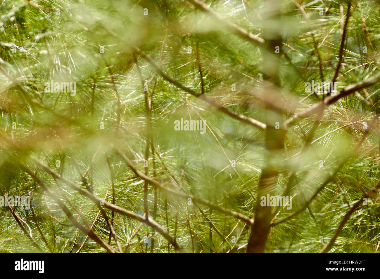 Pennsylvania pine tree hi-res stock photography and images - Alamy