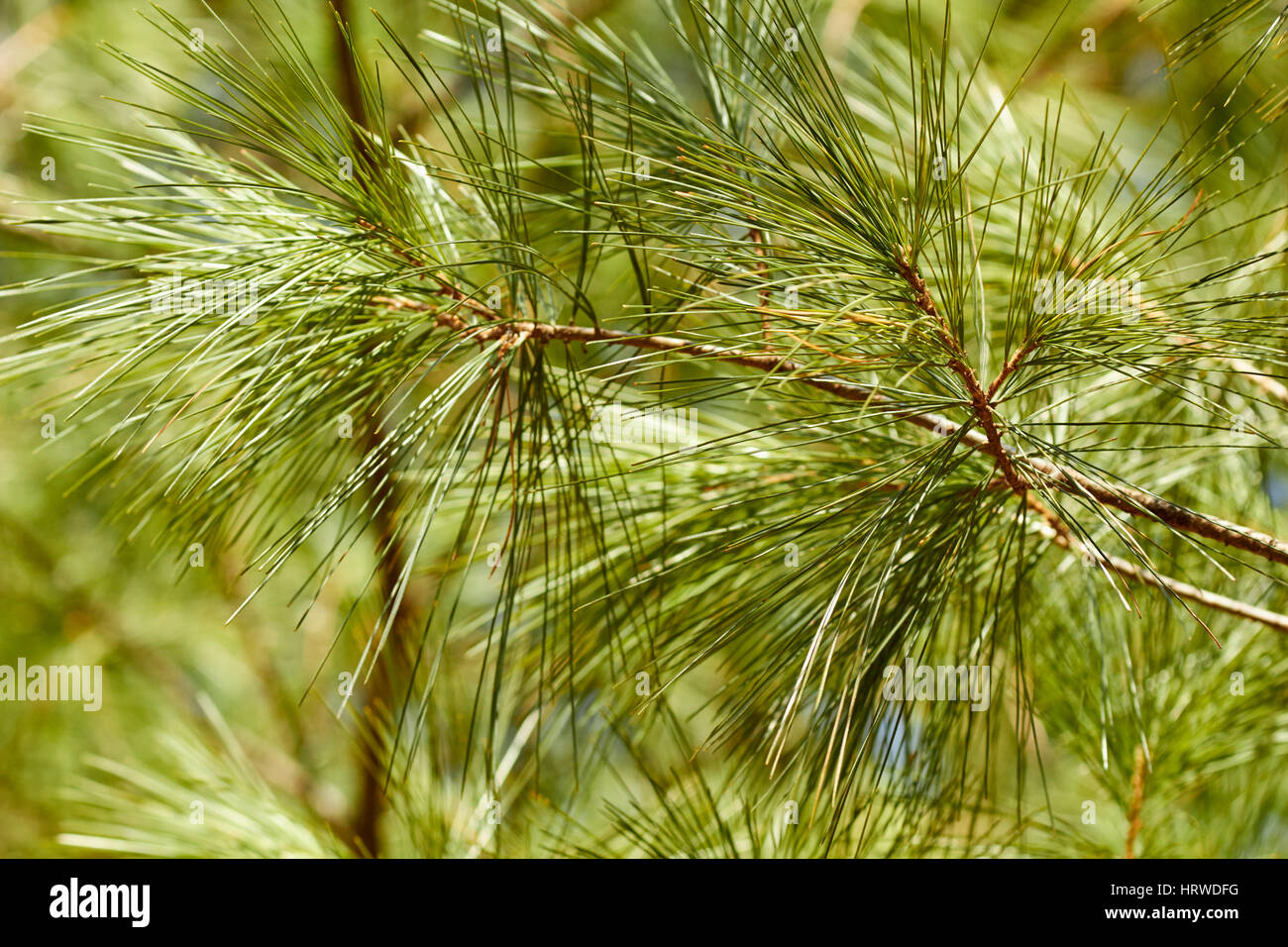 Pennsylvania pine tree hi-res stock photography and images - Alamy