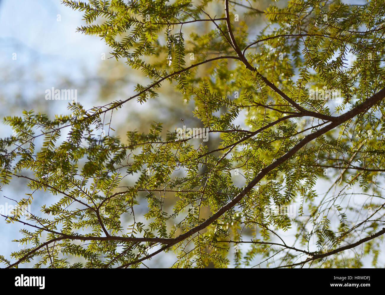 Pennsylvania pine tree hi-res stock photography and images - Alamy