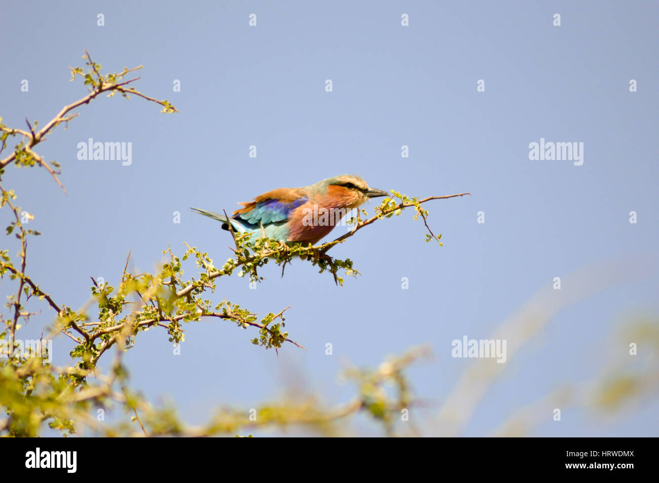Roller with long strands on a tree in the savannah of Tsavo West park ...