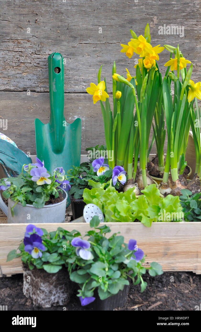 flowers and gardening tools for plantation in a garden Stock Photo - Alamy