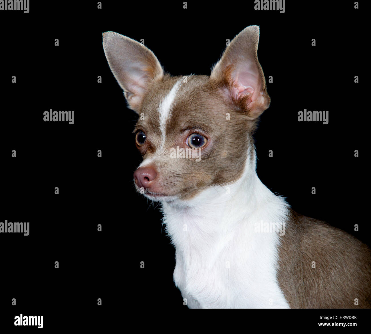Chihuahua side view portrait on black background Stock Photo - Alamy