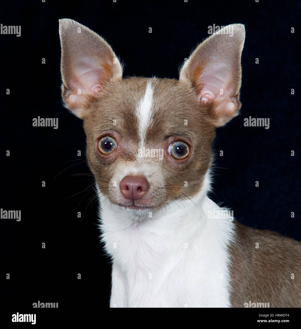 Chihuahua front view portrait on black background Stock Photo - Alamy