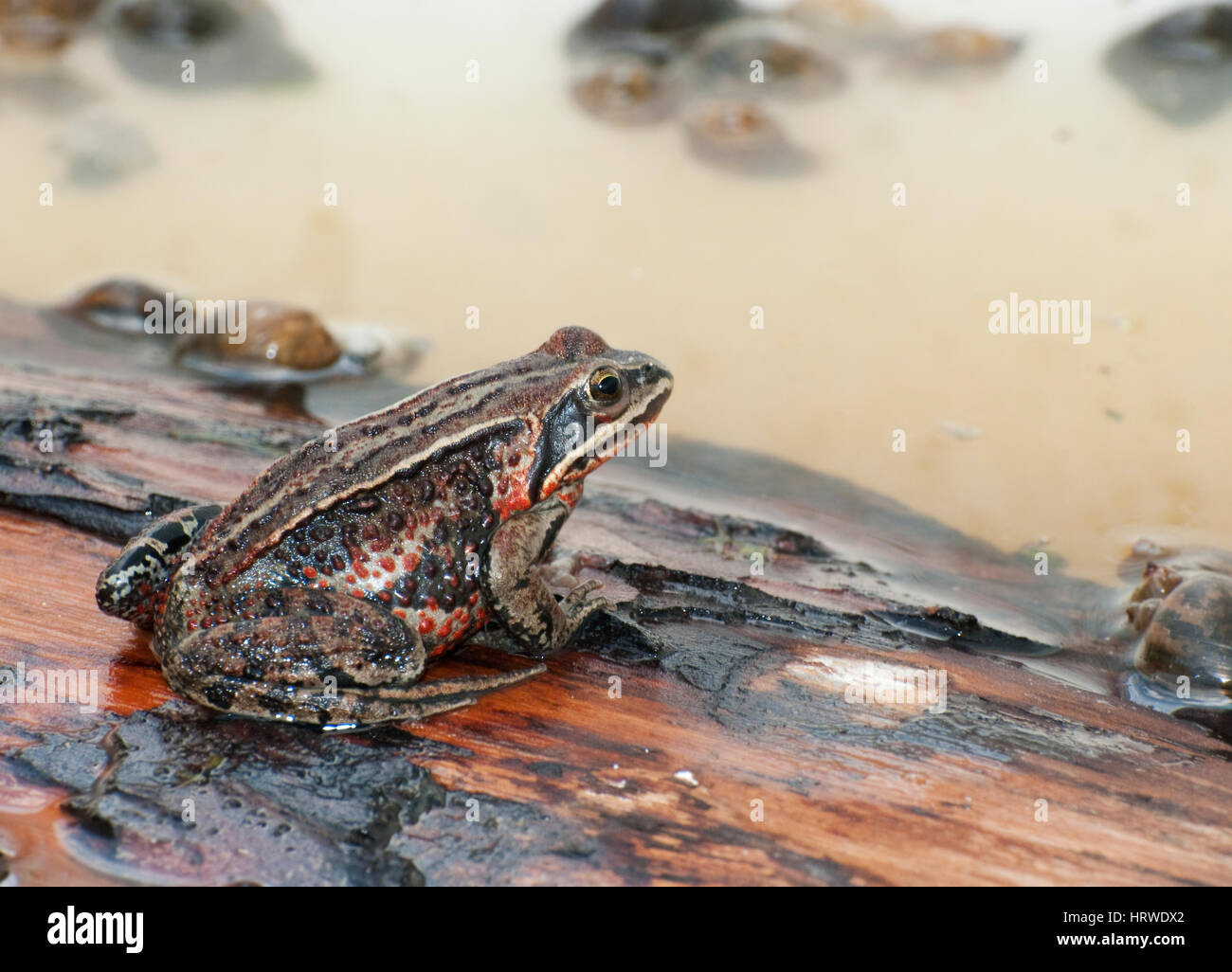 Amur Toad or Frog with nose above water and body underwater Stock Photo ...