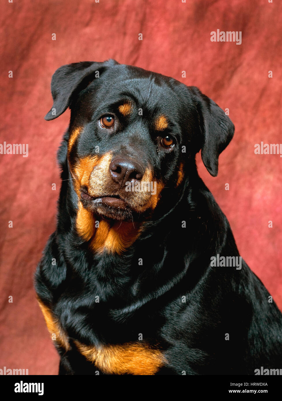 Rottweiler portrait with red background showing face and shoulders ...
