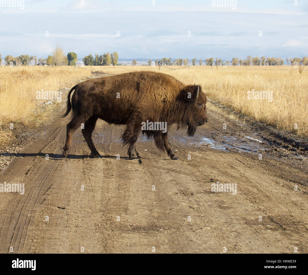 American Bison crossing the road at Grand Teton National Park Stock ...