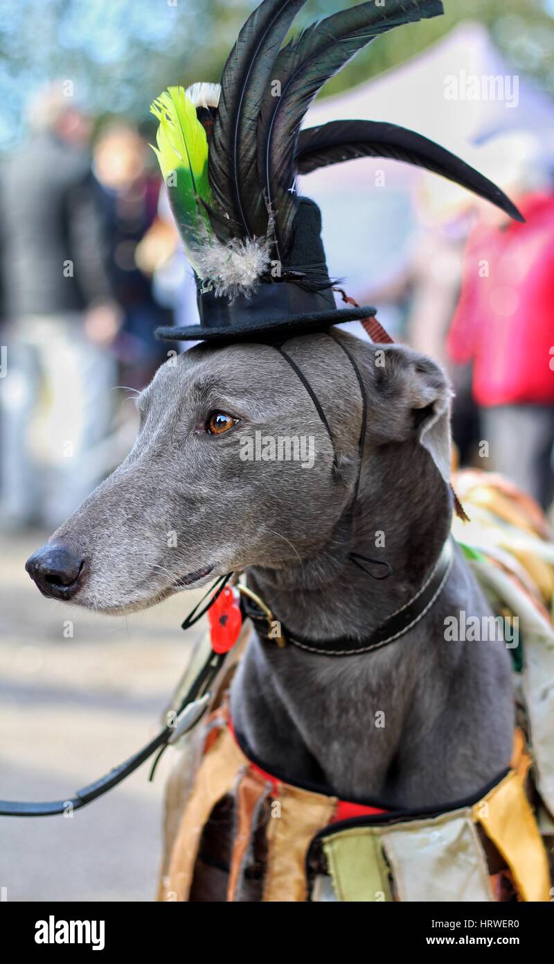 Eye whippet hi-res stock photography and images - Alamy