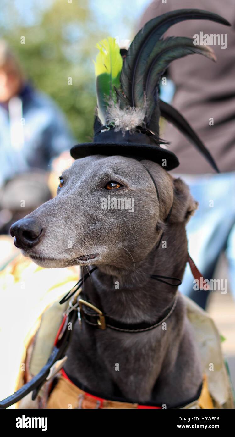 Grey whippet hi-res stock photography and images - Alamy
