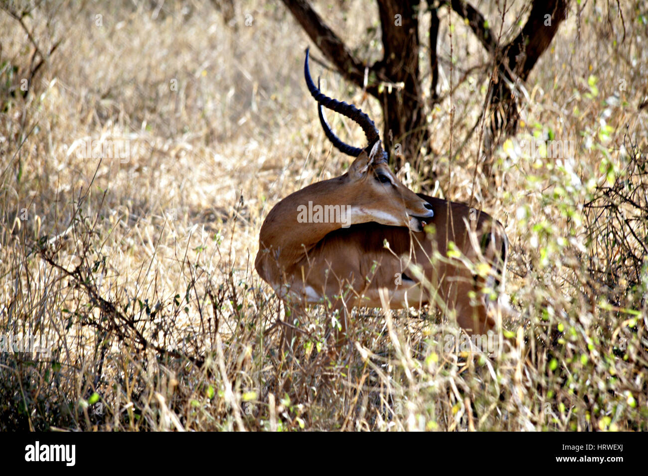 Male impala and harem hi-res stock photography and images - Alamy