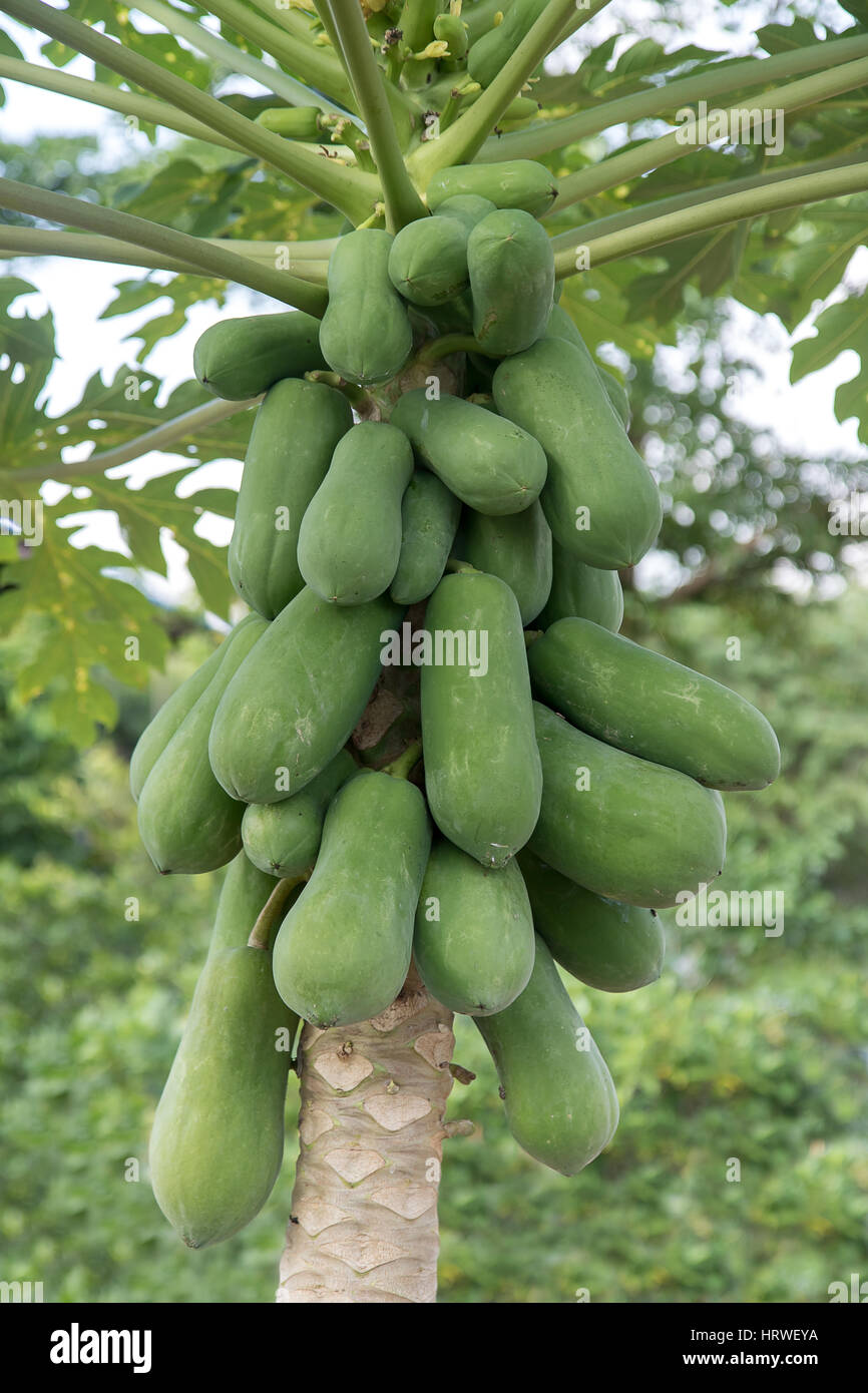 Papaya tree climb High Resolution Stock Photography and Images - Alamy
