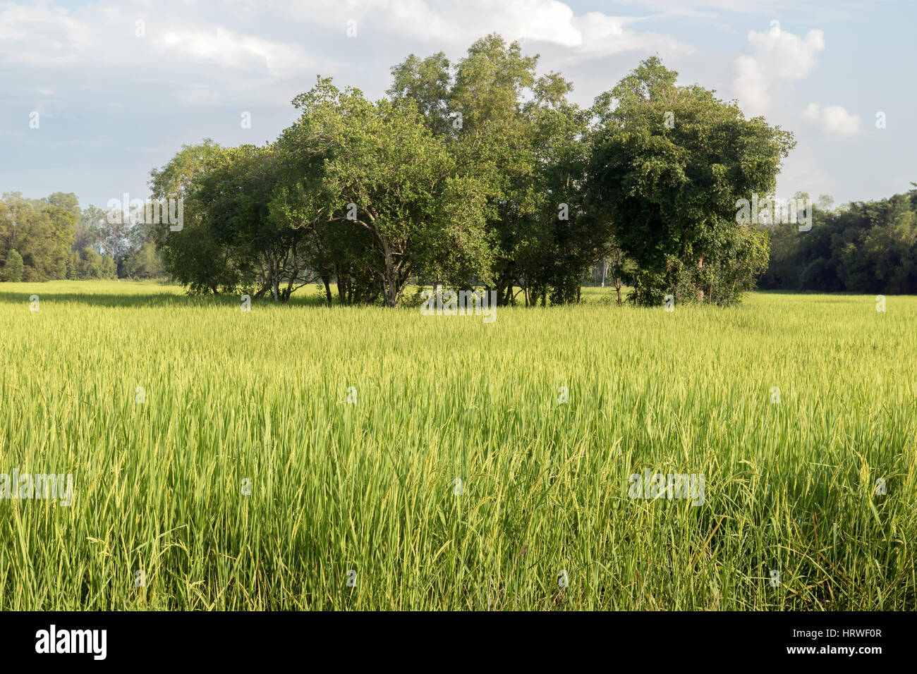 Green rice fields in Thailand. Unripped Rice plamts with trees in Asia ...