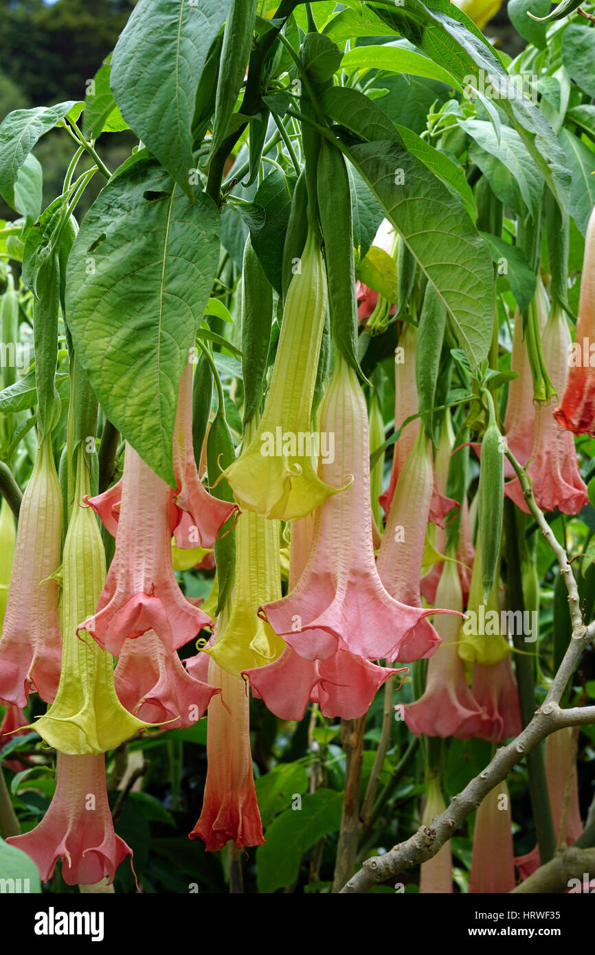 Angel trumpet angels trumpet tree hi-res stock photography and images ...
