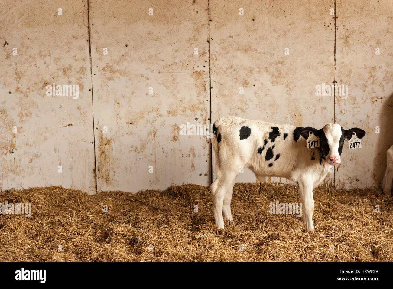 Holstein friesian cow barn hi-res stock photography and images - Alamy