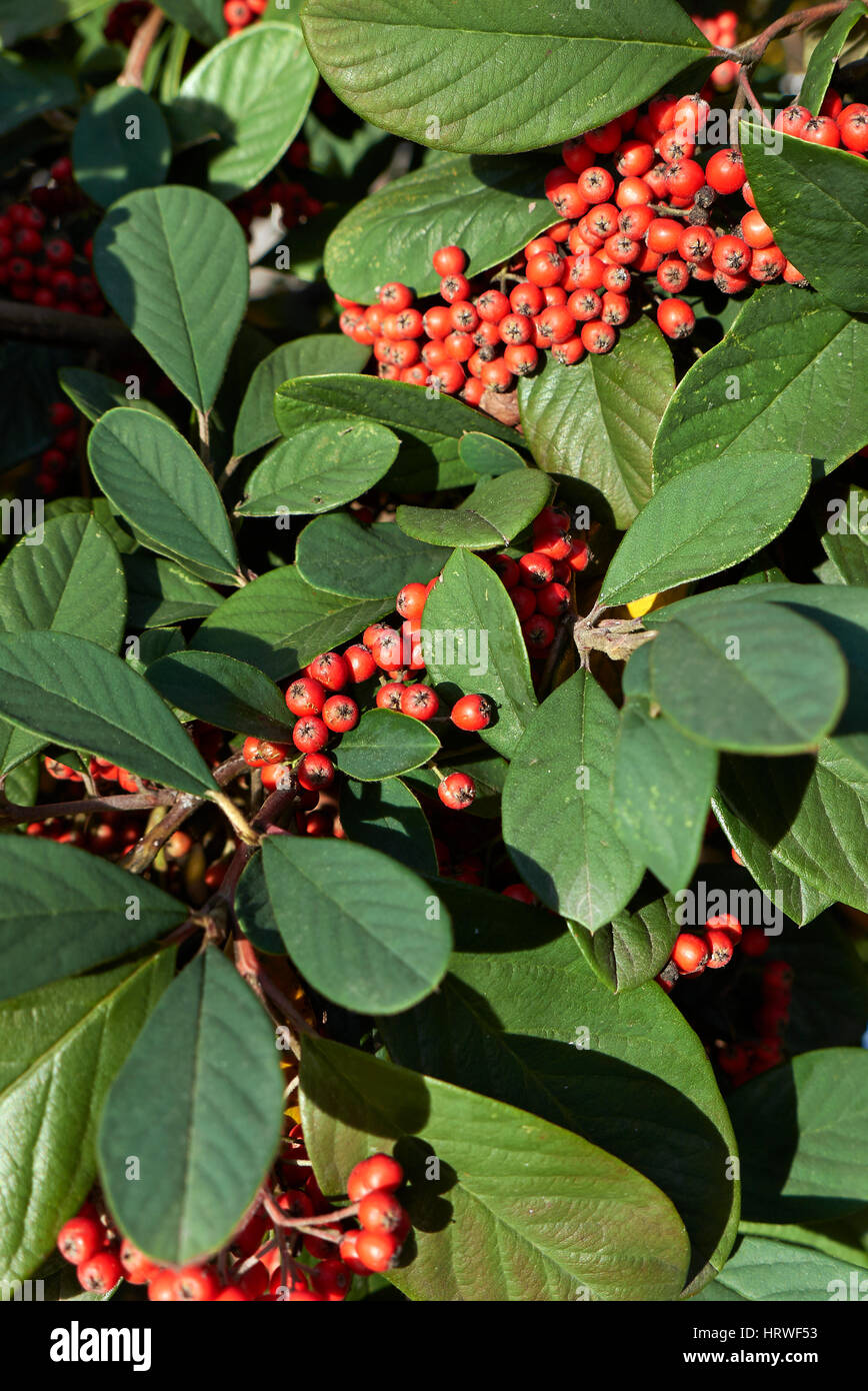 Cotoneaster Lacteus High Resolution Stock Photography and Images - Alamy