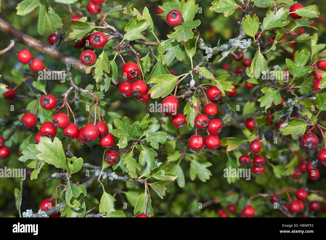 Crataegus monogyna fall leaf hi-res stock photography and images - Alamy