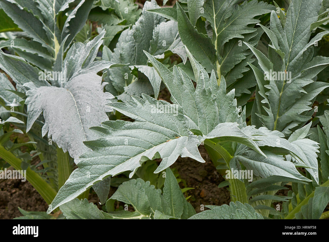 Cynara cardunculus leaves Stock Photo - Alamy
