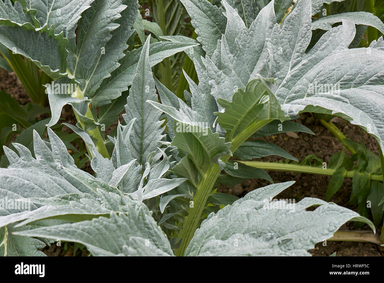 Cynara cardunculus leaves Stock Photo - Alamy
