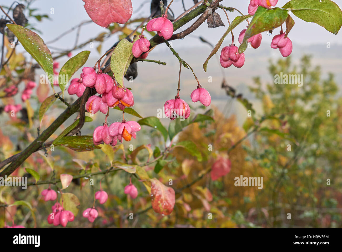 Euonymus europaeus berries Stock Photo - Alamy