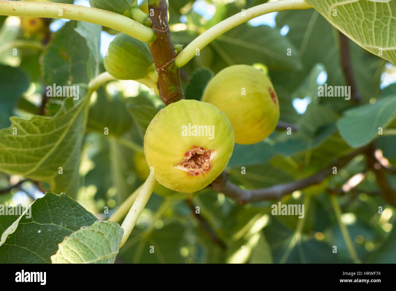 Ficus family hi-res stock photography and images - Alamy