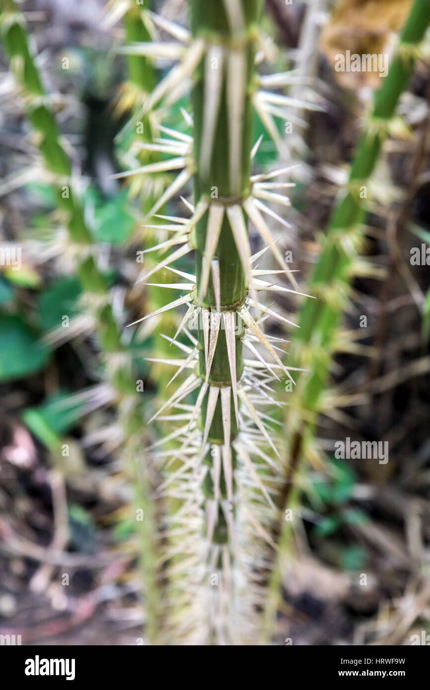 Spines close on Salak palm tree Stock Photo - Alamy