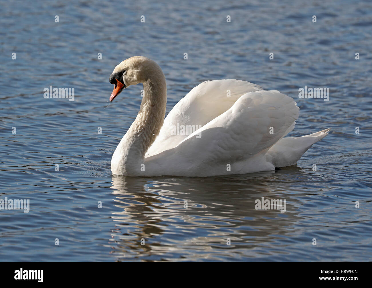 Webbed feet swan hi-res stock photography and images - Alamy