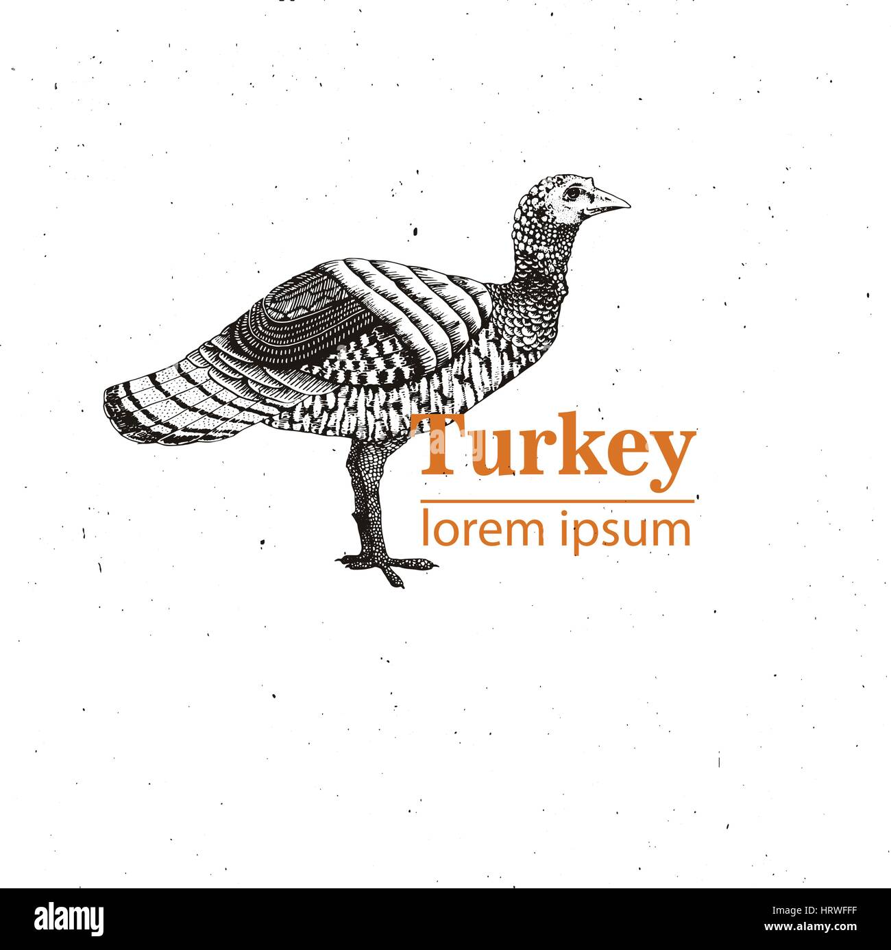 Vector illustration - young turkey hand drawn.Vintage engraving style ...