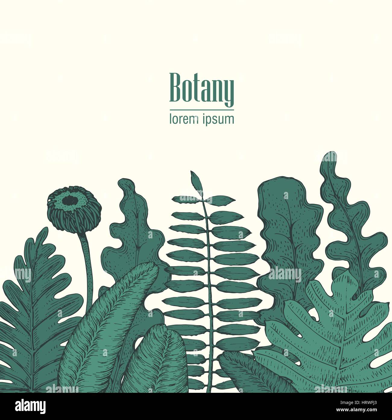 Hand drawn vector botany illustration. Vintage background with forest ...