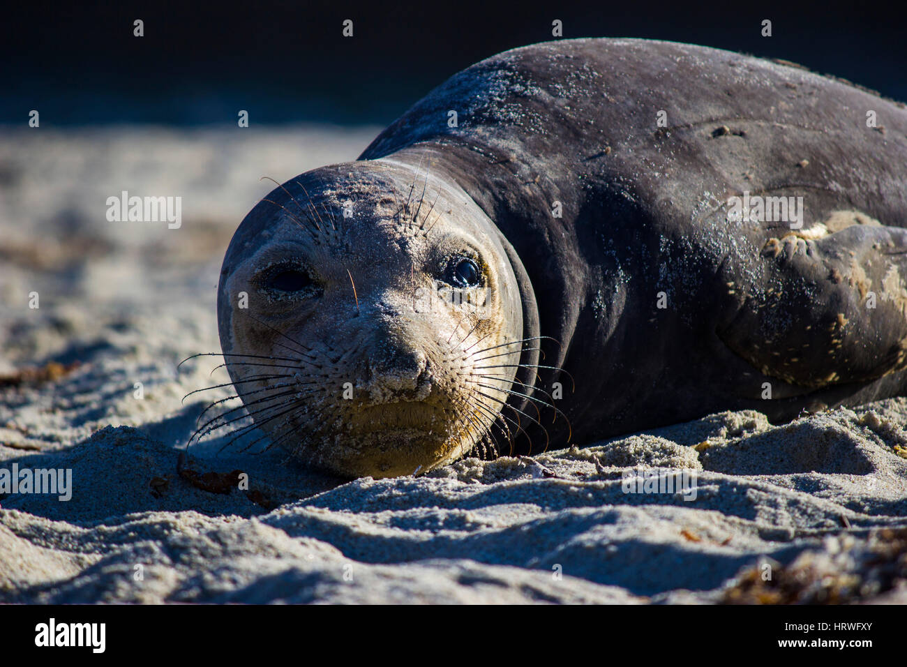 Seal Face Close Up High Resolution Stock Photography and Images - Alamy