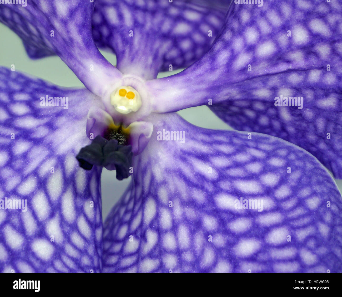 Orchid stamen hi-res stock photography and images - Alamy