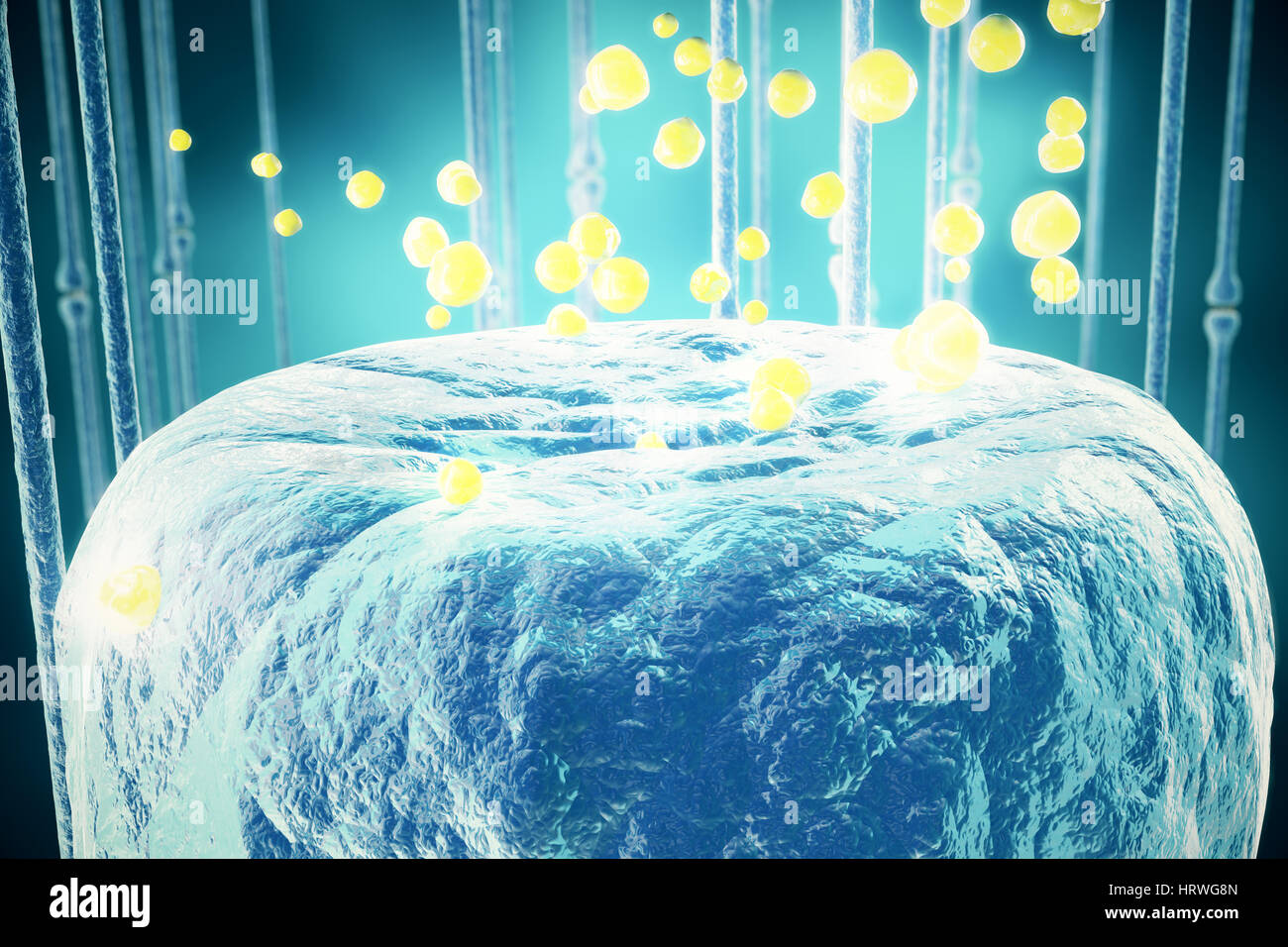 Synaptic transmission, human nervous system, 3d rendering Stock Photo ...