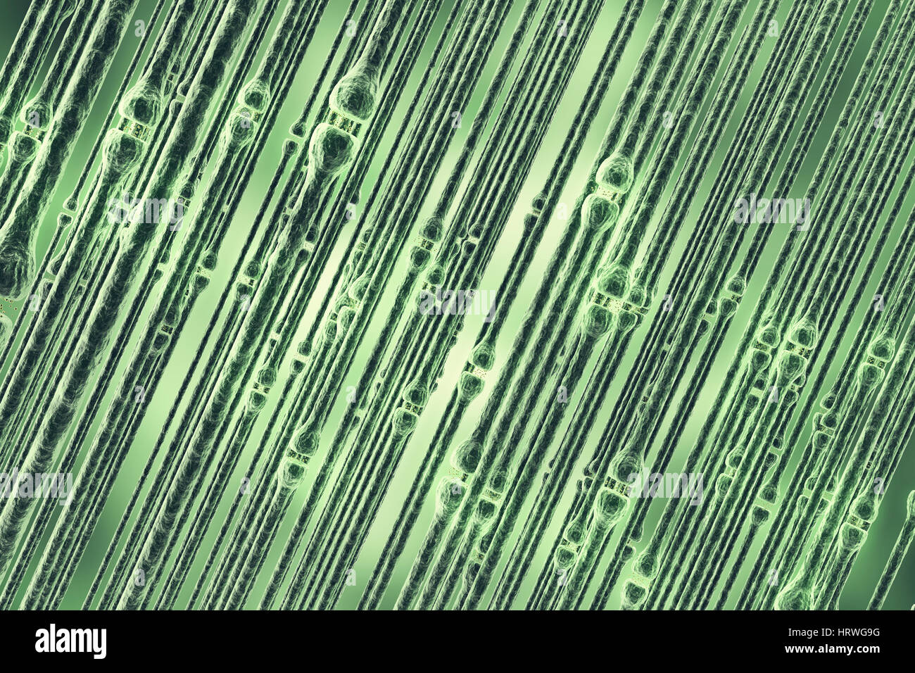 Synaptic transmission, human nervous system, 3d rendering Stock Photo ... Synaptic transmission, human nervous system, 3d rendering Stock Photo ...