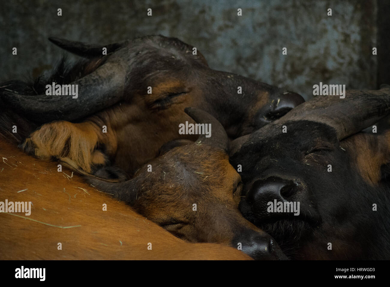 Buffalo zoo animals hi-res stock photography and images - Alamy