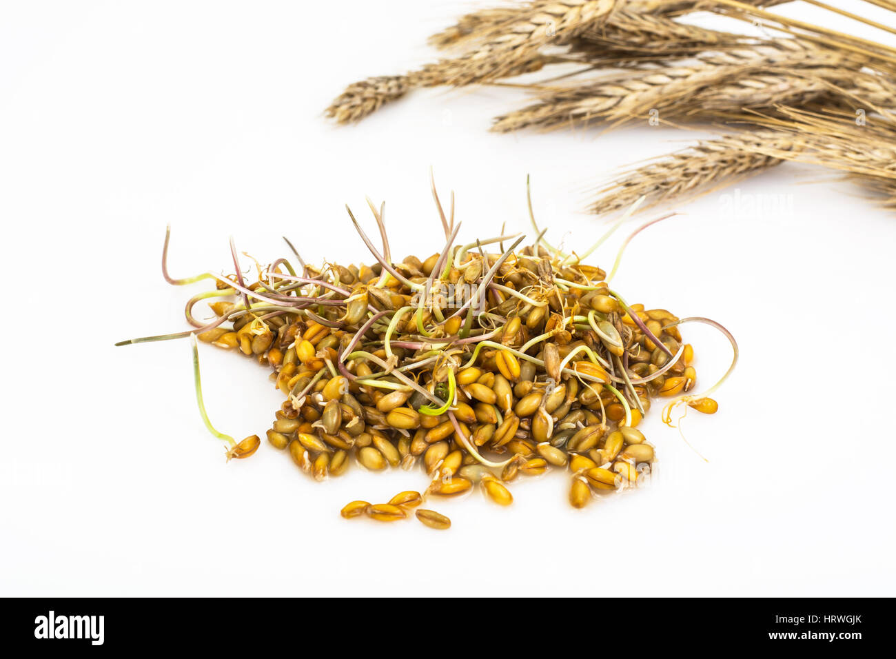 Young shoots sprouted grains of cereals. Studio photo Stock Photo - Alamy