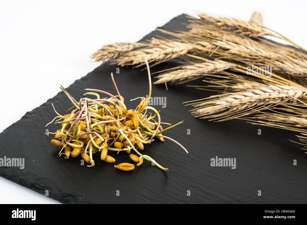 Young shoots sprouted grains of cereals. Studio photo Stock Photo - Alamy