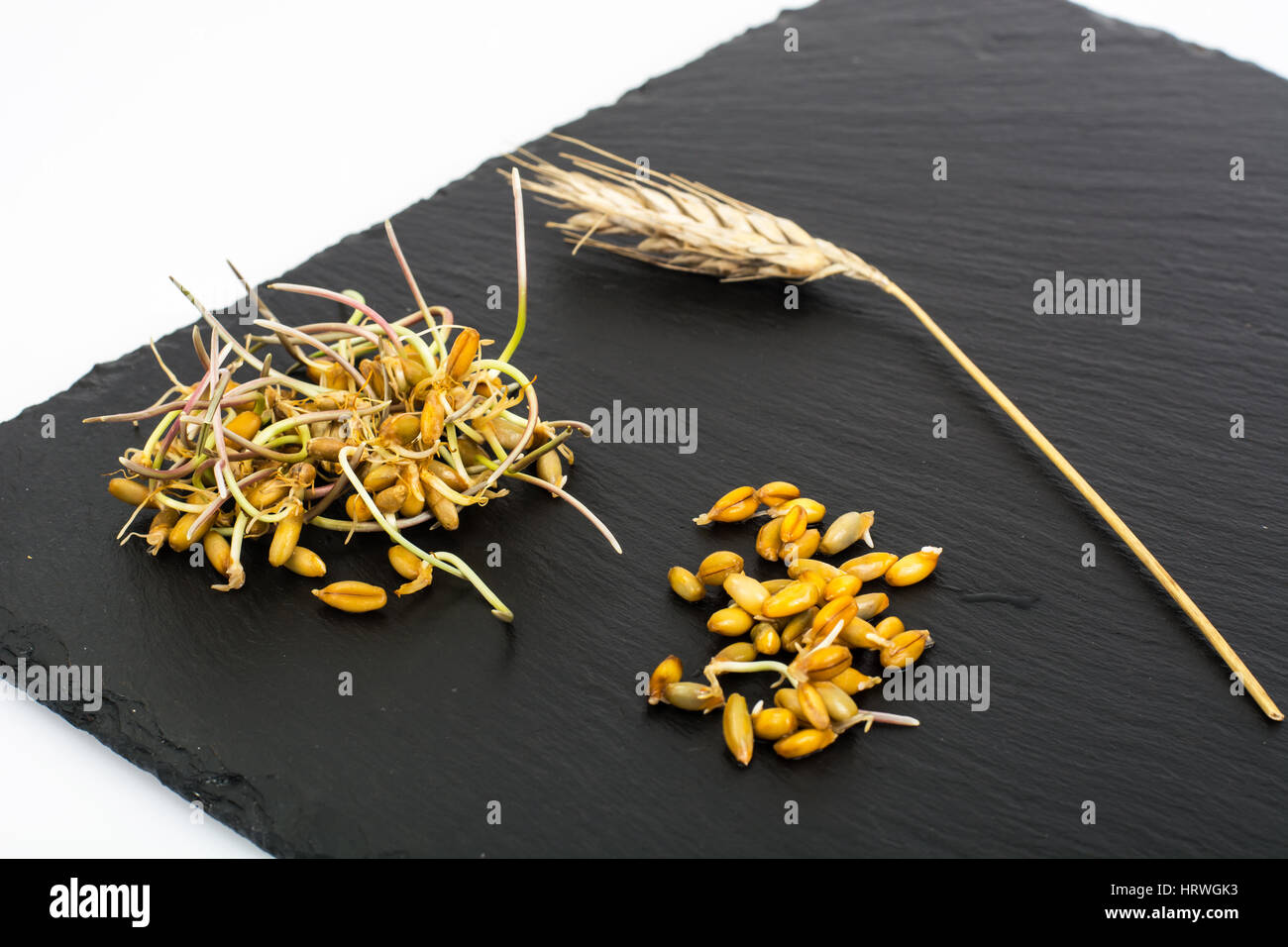 Young shoots sprouted grains of cereals. Studio photo Stock Photo - Alamy
