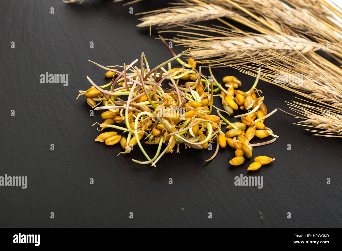 Young shoots sprouted grains of cereals. Studio photo Stock Photo - Alamy