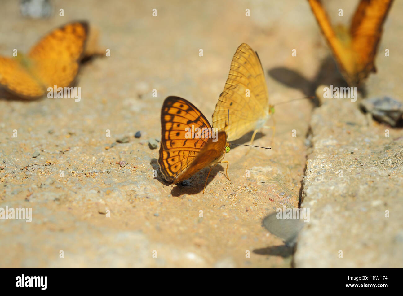 Batterfly pattern hi-res stock photography and images - Alamy