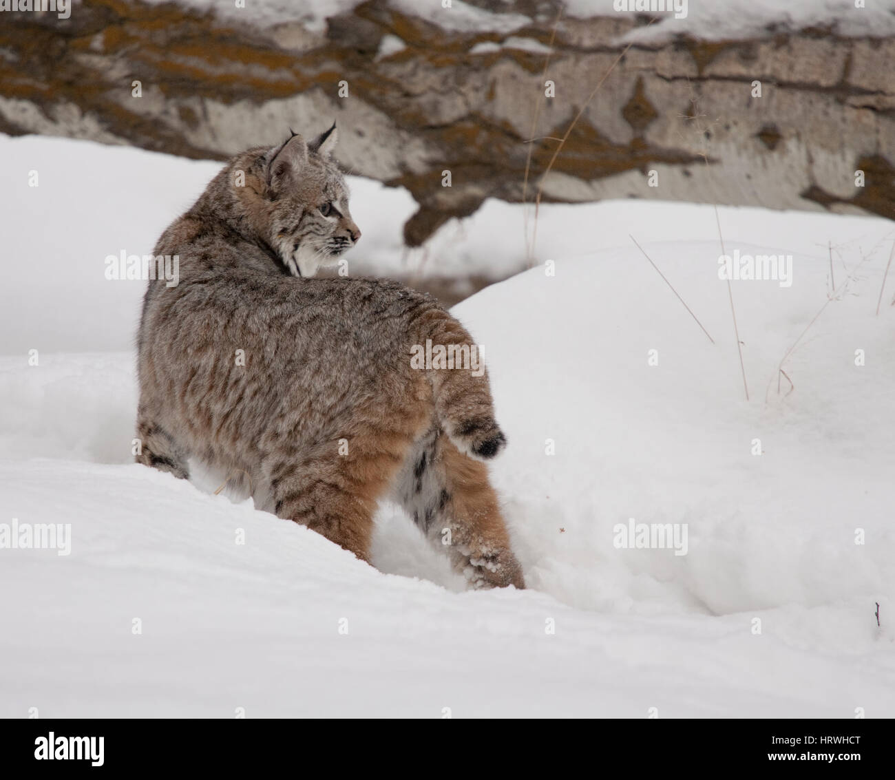 Bobcat rear view in cold white snow Stock Photo - Alamy