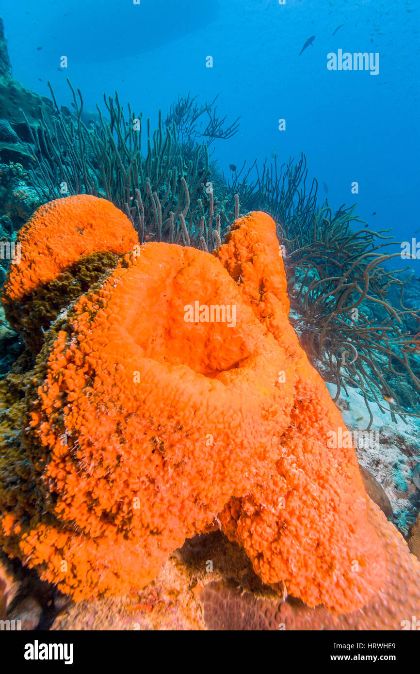 Agelas clathrodes, also known as the orange elephant ear sponge, is a ...