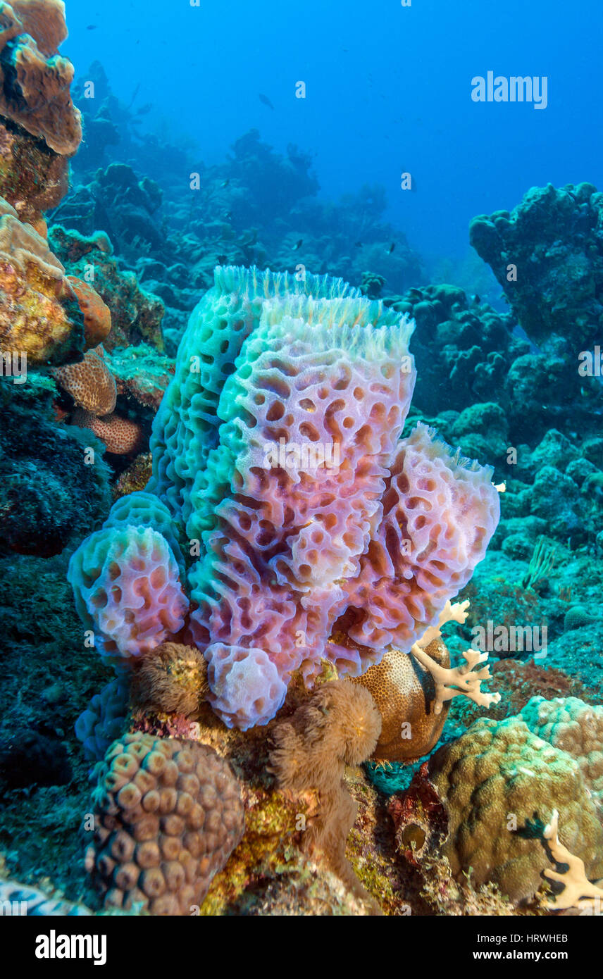 Azure vase sponge, Callyspongia plicifera off the coast of Bonaire ...