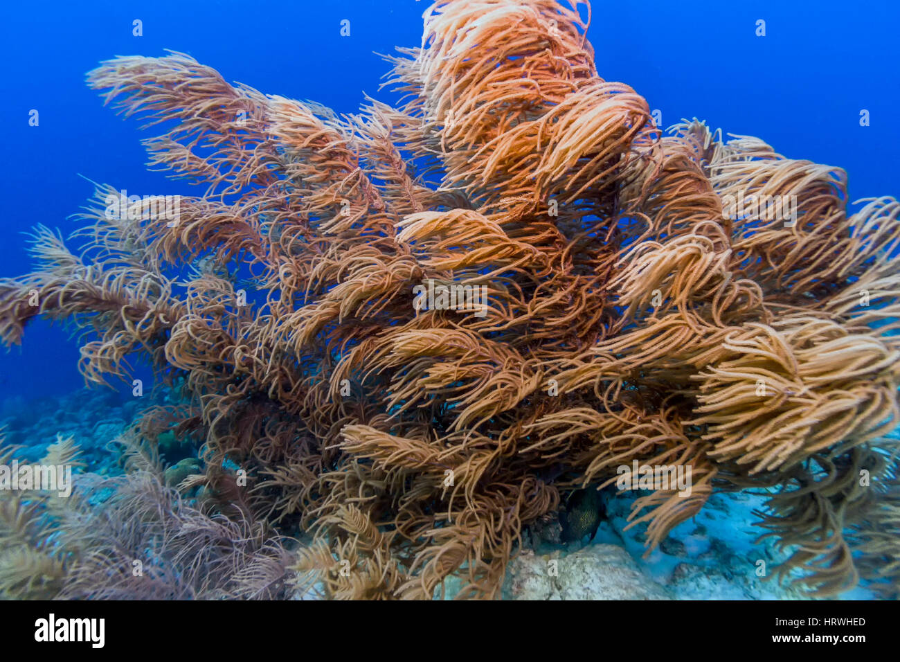 Holaxonia hi-res stock photography and images - Alamy