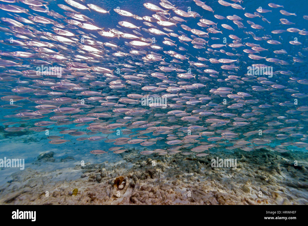 Atlantic silverside, Menidia menidia also known as spearing in the ...