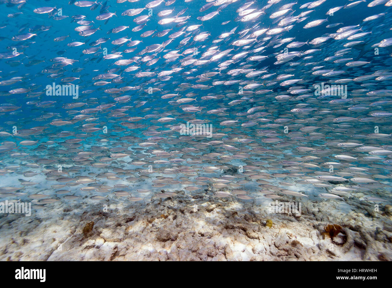 Atlantic silverside, Menidia menidia also known as spearing in the ...