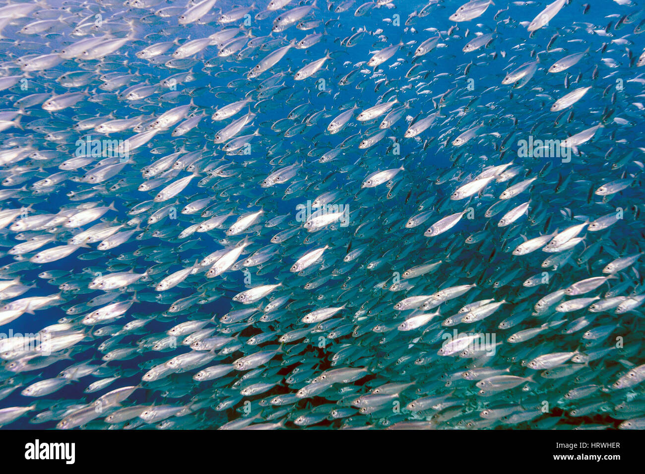 Atlantic silverside, Menidia menidia also known as spearing in the north east of the United ...
