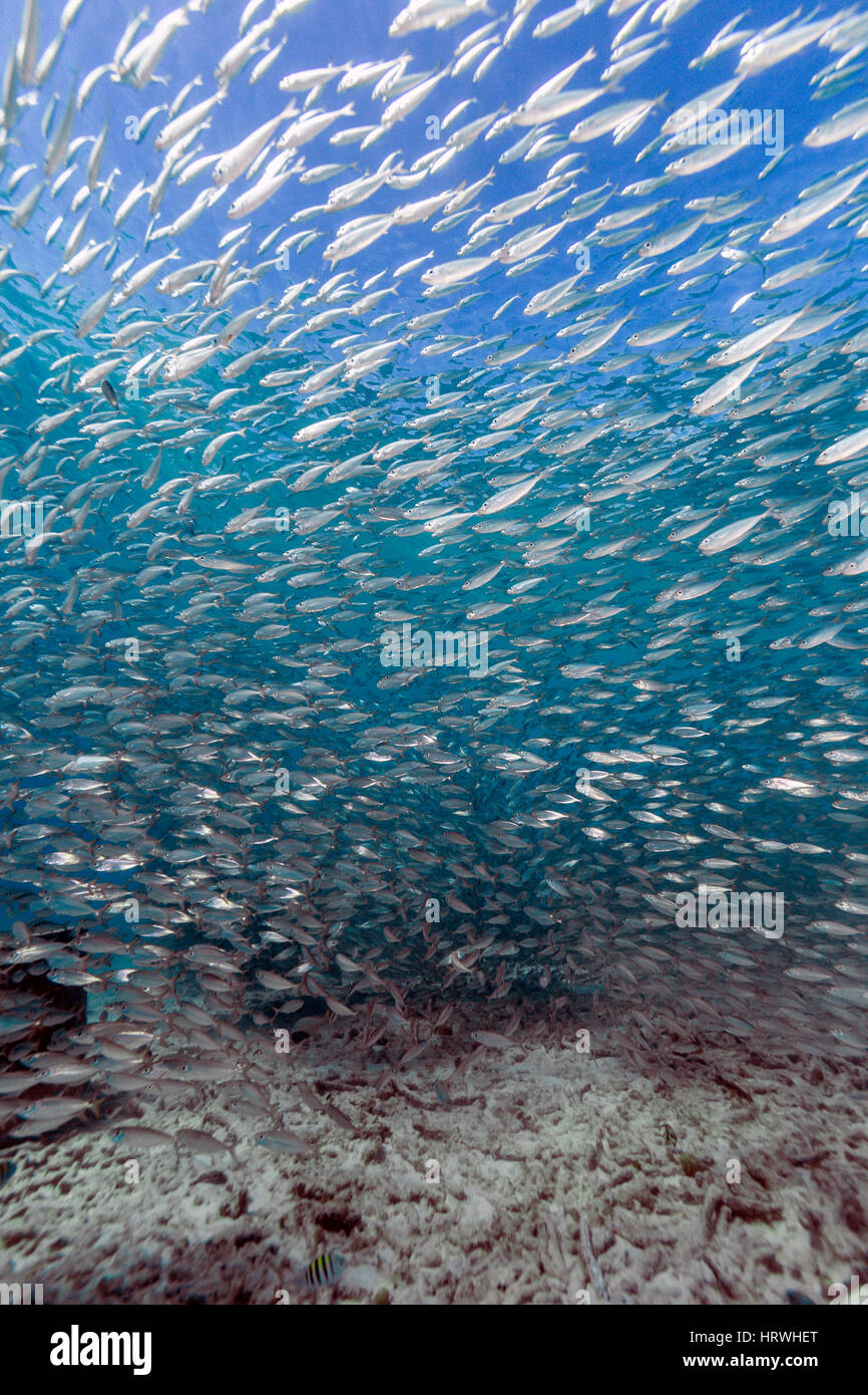 Atlantic silverside, Menidia menidia also known as spearing in the ...