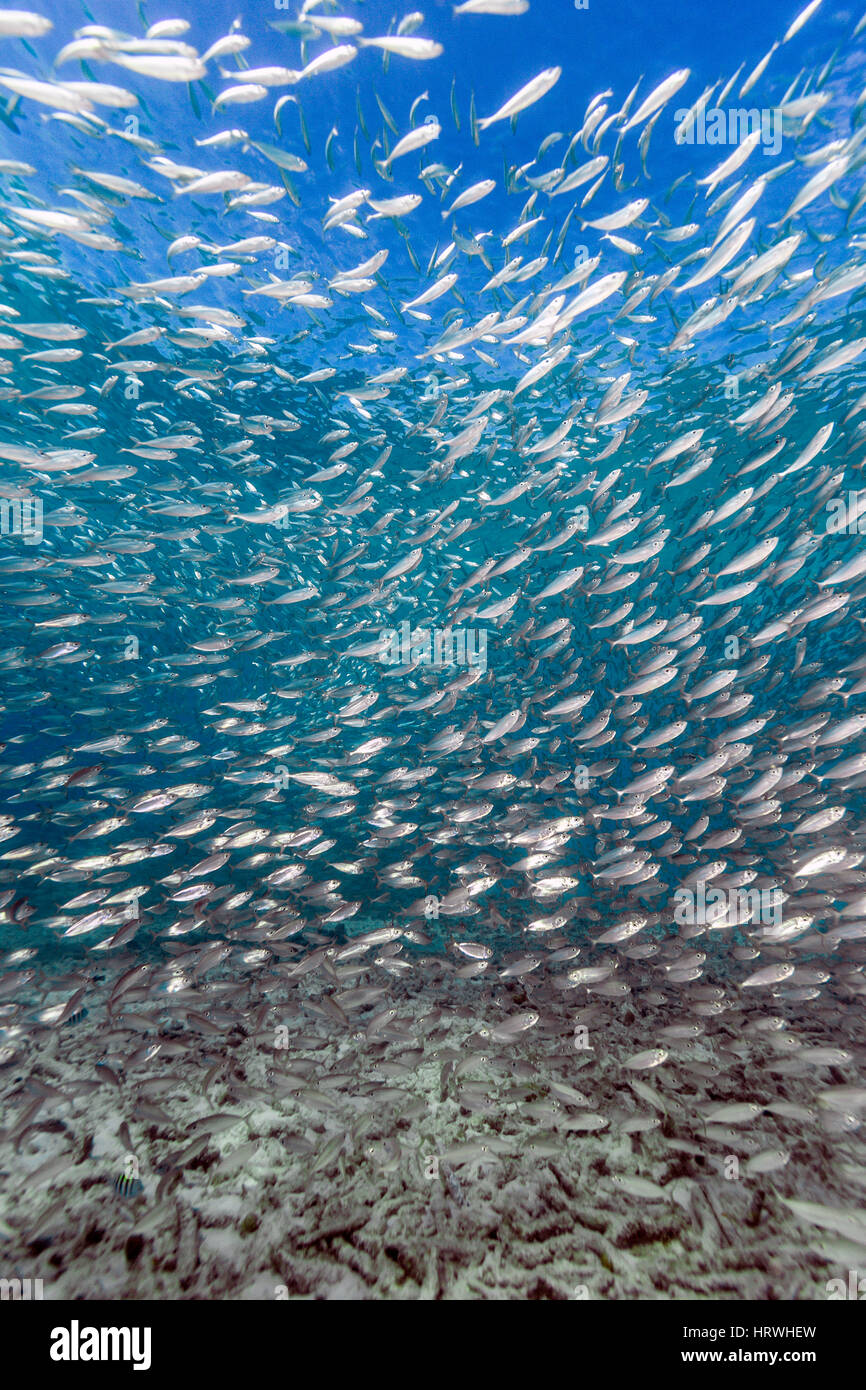 Atlantic silverside, Menidia menidia also known as spearing in the ...