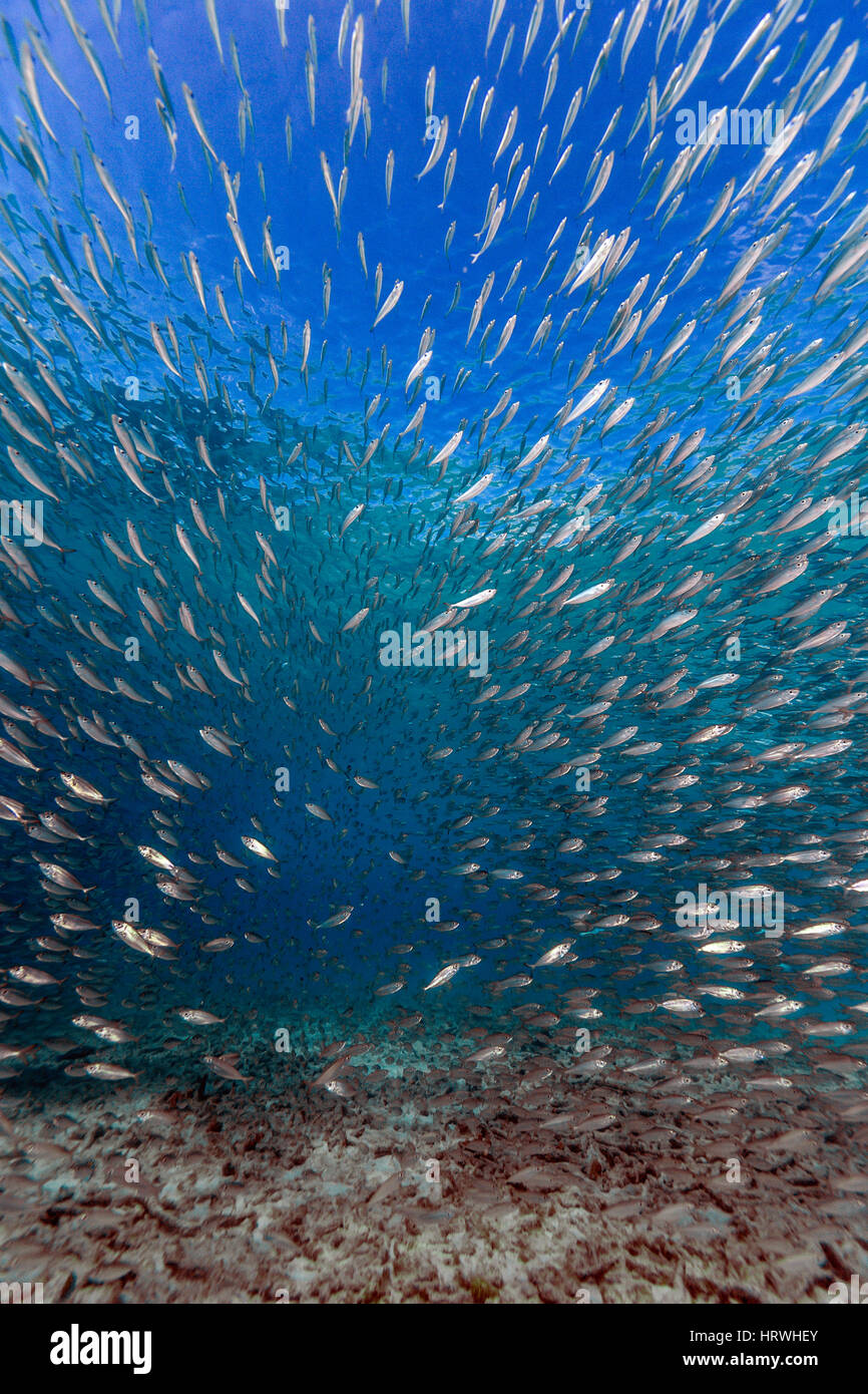 Atlantic silverside, Menidia menidia also known as spearing in the ...