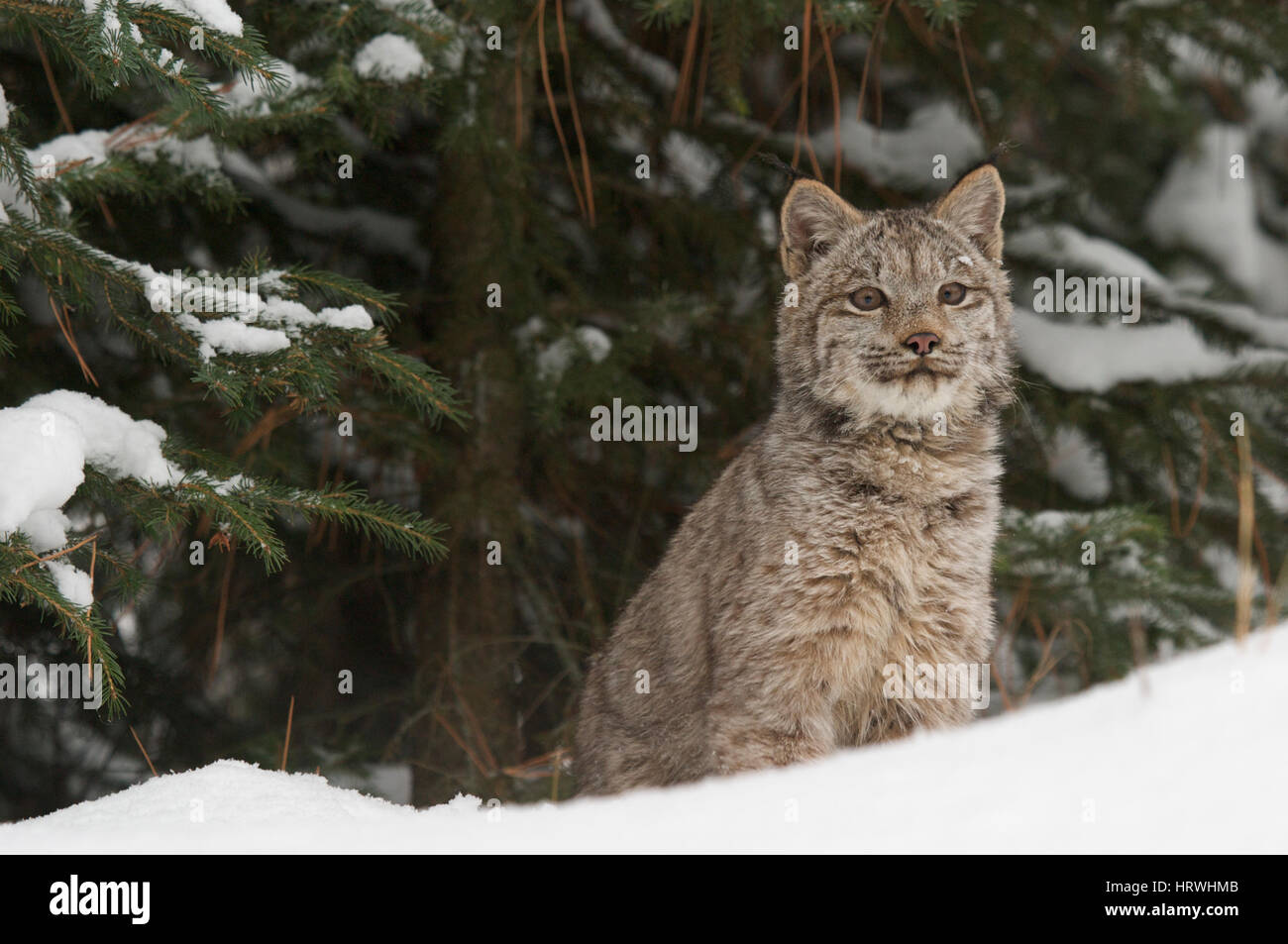 Lynx in deep snow during winter time Stock Photo - Alamy